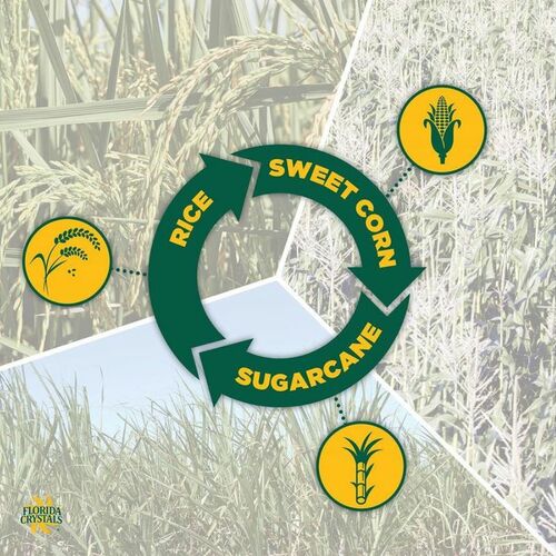 Florida Crystals Crop Rotation – Replenishing Our Soil Naturally ...