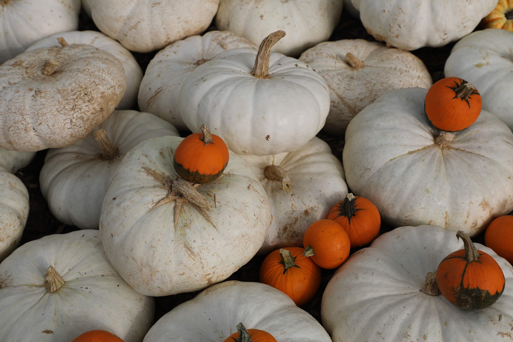 Pumpkin Patch Tips | Florida Crystals